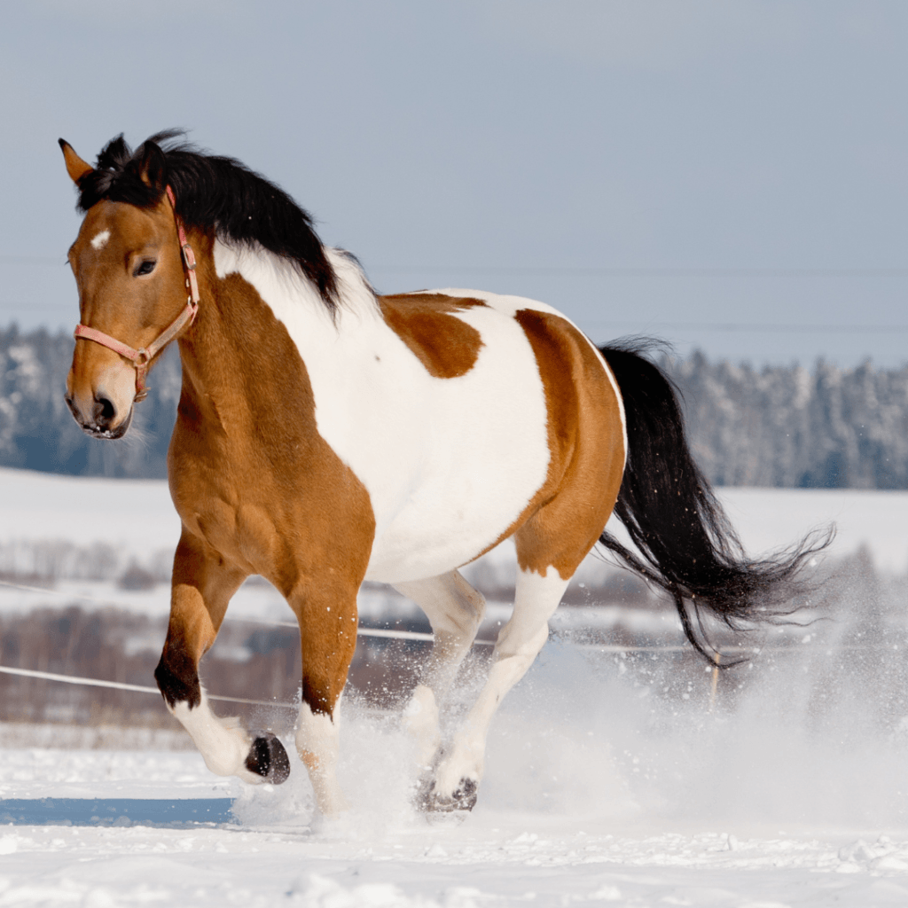 Top Friesian Horse Breeds In 2026 | Close To Nature