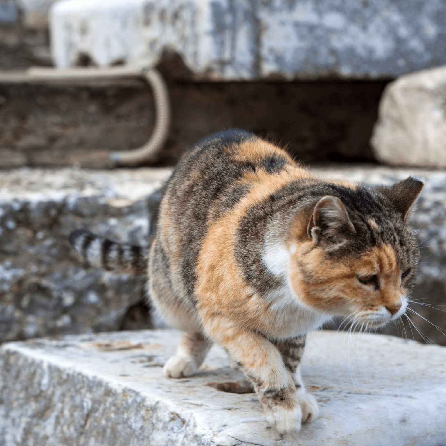 The Role Of Cats In Ancient Civilizations | Updated In 2026