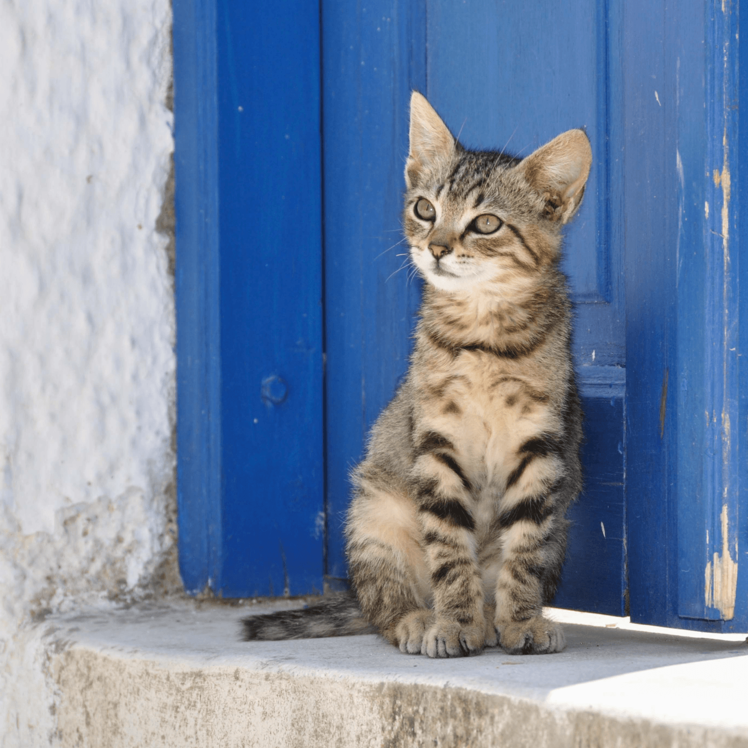 The Role Of Cats In Ancient Civilizations | Updated In 2025