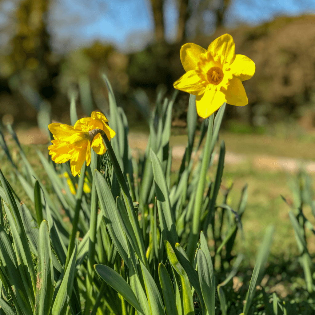 Best Tips To Grow Daffodils In Containers | Updated In 2026
