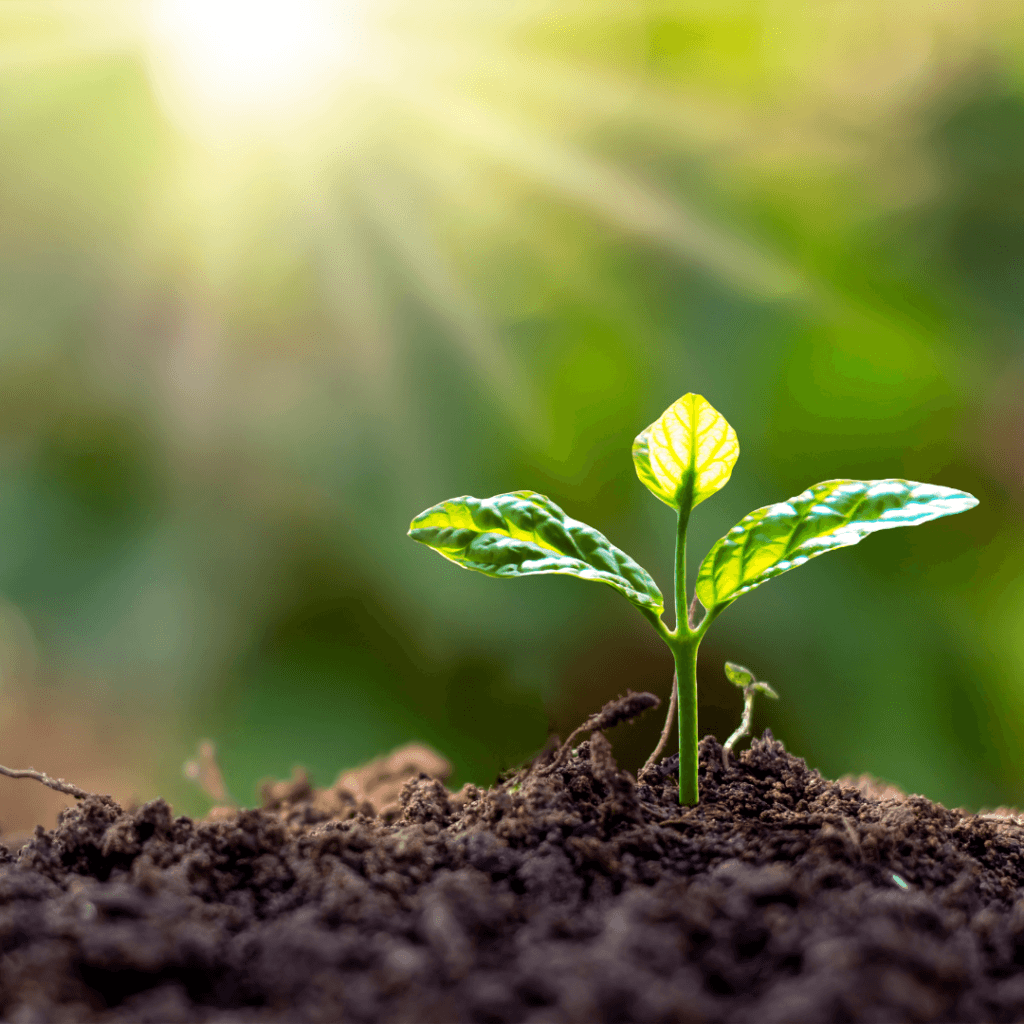 How To Grow Acacia Trees In 2026 | Close To Nature