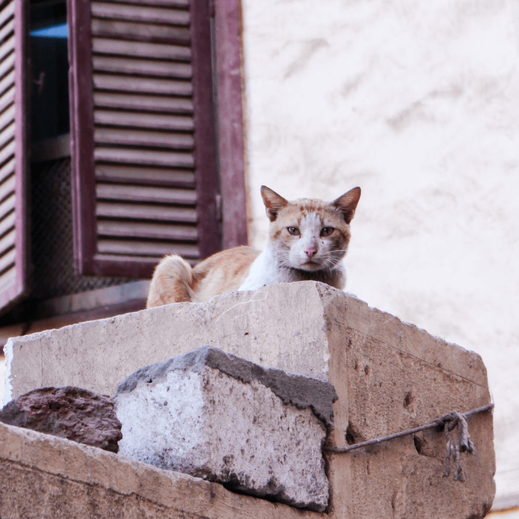 The Role Of Cats In Ancient Civilizations | Updated In 2025