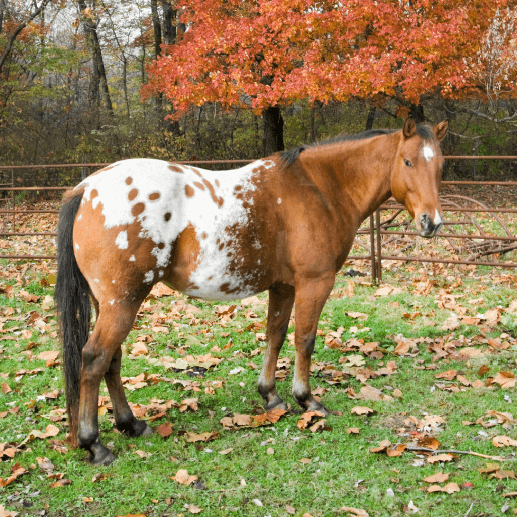 Top Appaloosa Horse Breeds In 2026 | Close To Nature