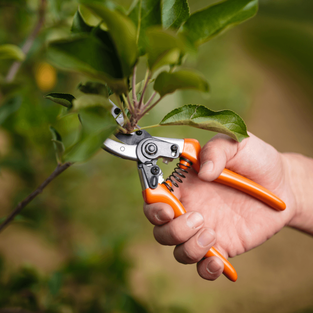 How To Grow Acacia Trees In 2026 | Close To Nature