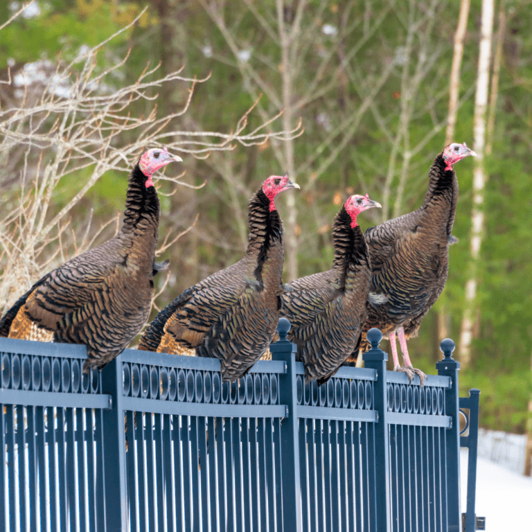 Interesting Facts About Turkeys In 2025 | Close To Nature