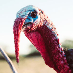 Interesting Facts About Turkeys In 2025 | Close To Nature