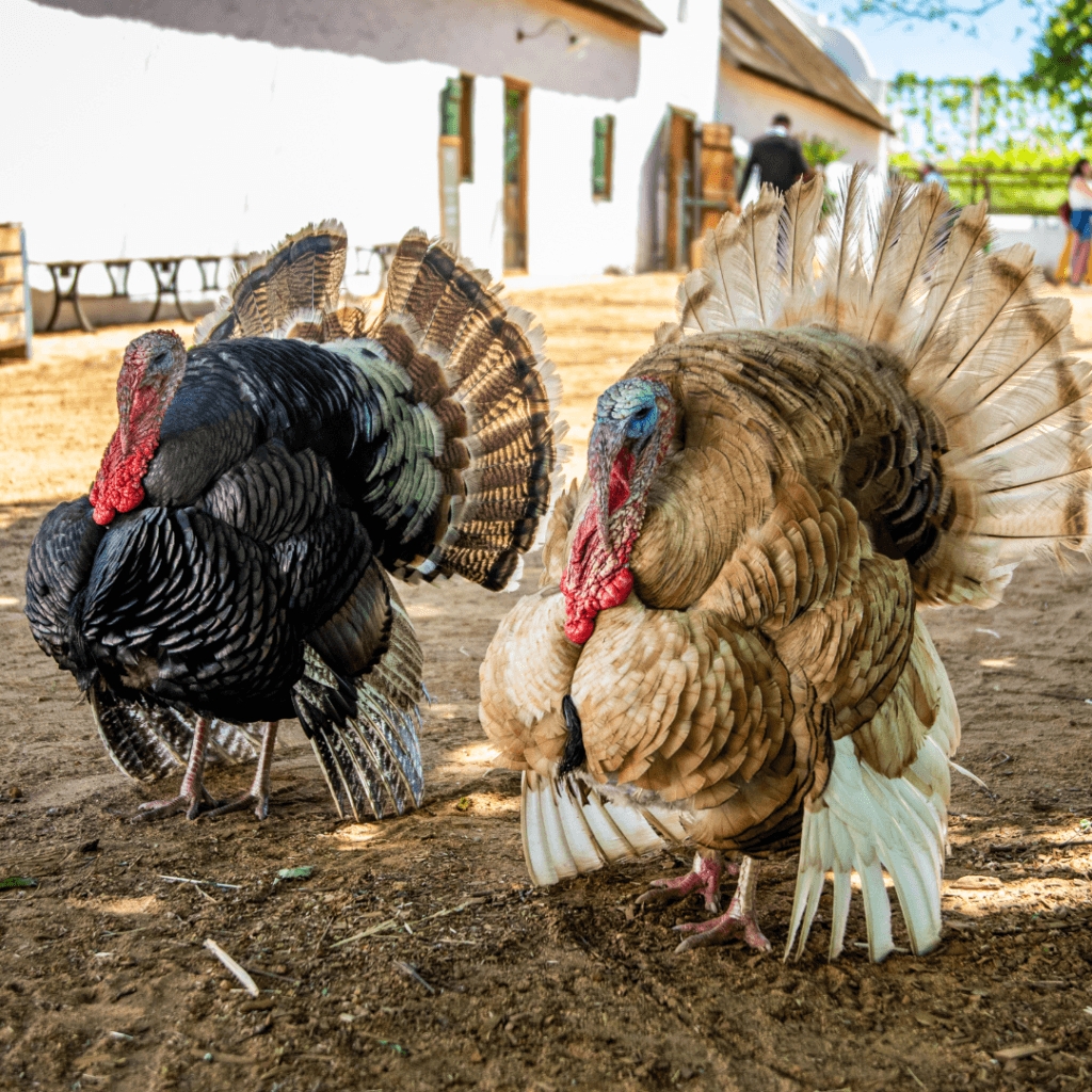 Interesting Facts About Turkeys In 2025 | Close To Nature