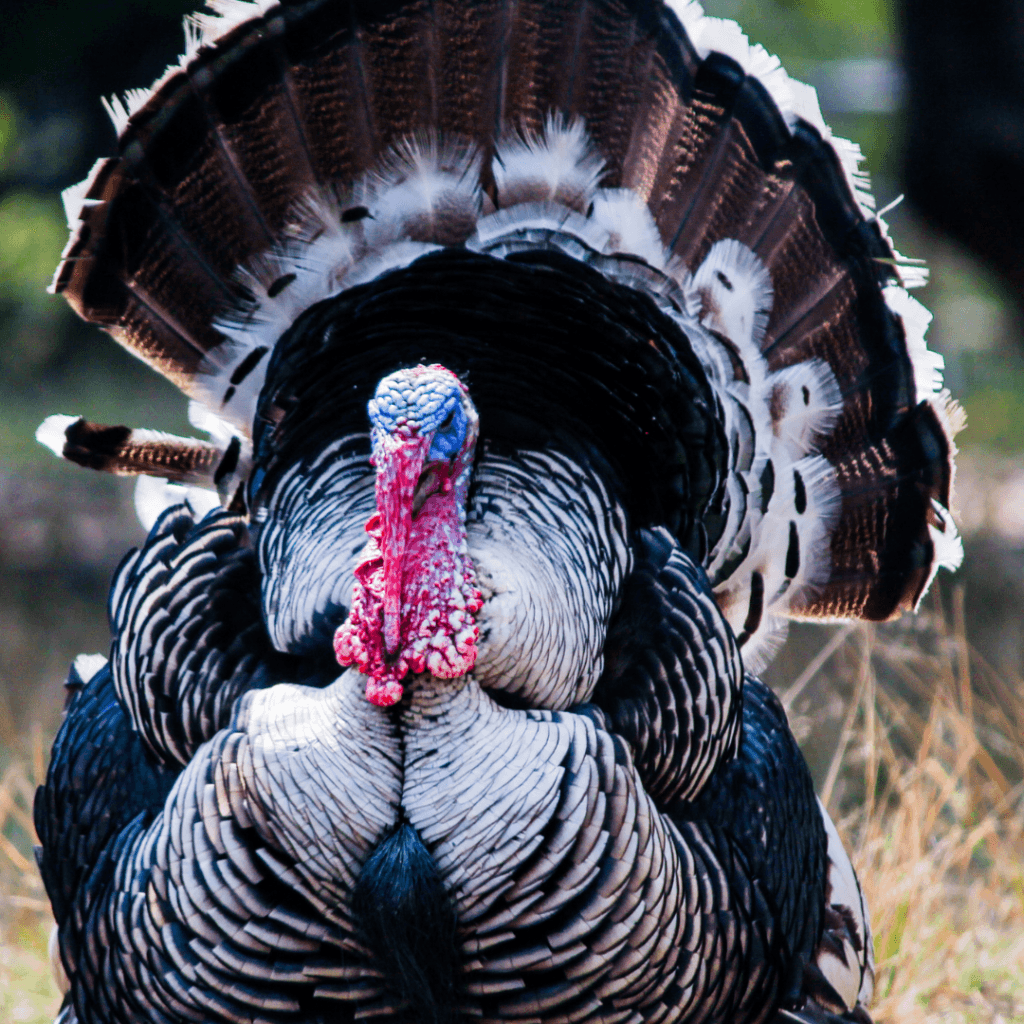 Interesting Facts About Turkeys In 2026 | Close To Nature