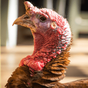 Interesting Facts About Turkeys In 2026 | Close To Nature