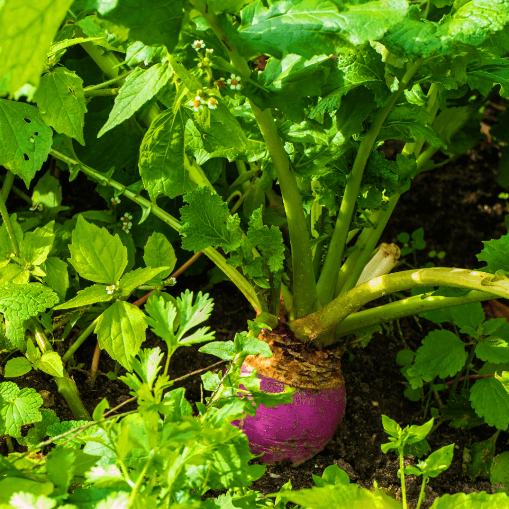 Best Tips To Grow Rutabaga In 2026 | Close To Nature