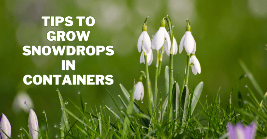 Best Tips To Grow Snowdrops In Containers | Updated In 2026