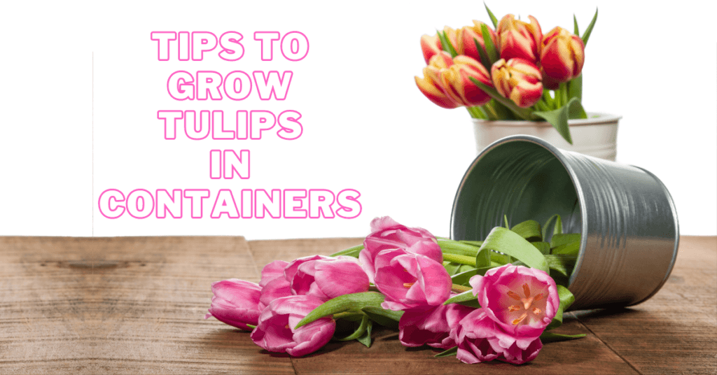 12 Best Flowers To Grow In Your Container Garden In 2024
