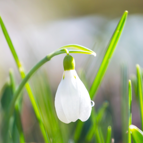 Best Tips To Grow Snowdrops In Containers | Updated In 2026