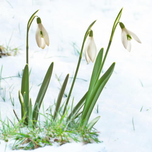 Best Tips To Grow Snowdrops In Containers | Updated In 2026