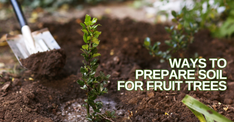 Best Ways To Prepare Soil For Fruit Trees | Updated In 2025