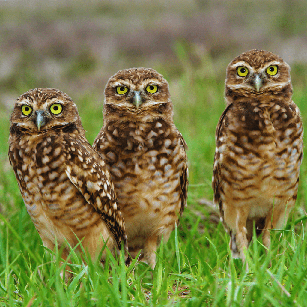 Discover The Diversity: Species Of Owls In The World In 2026