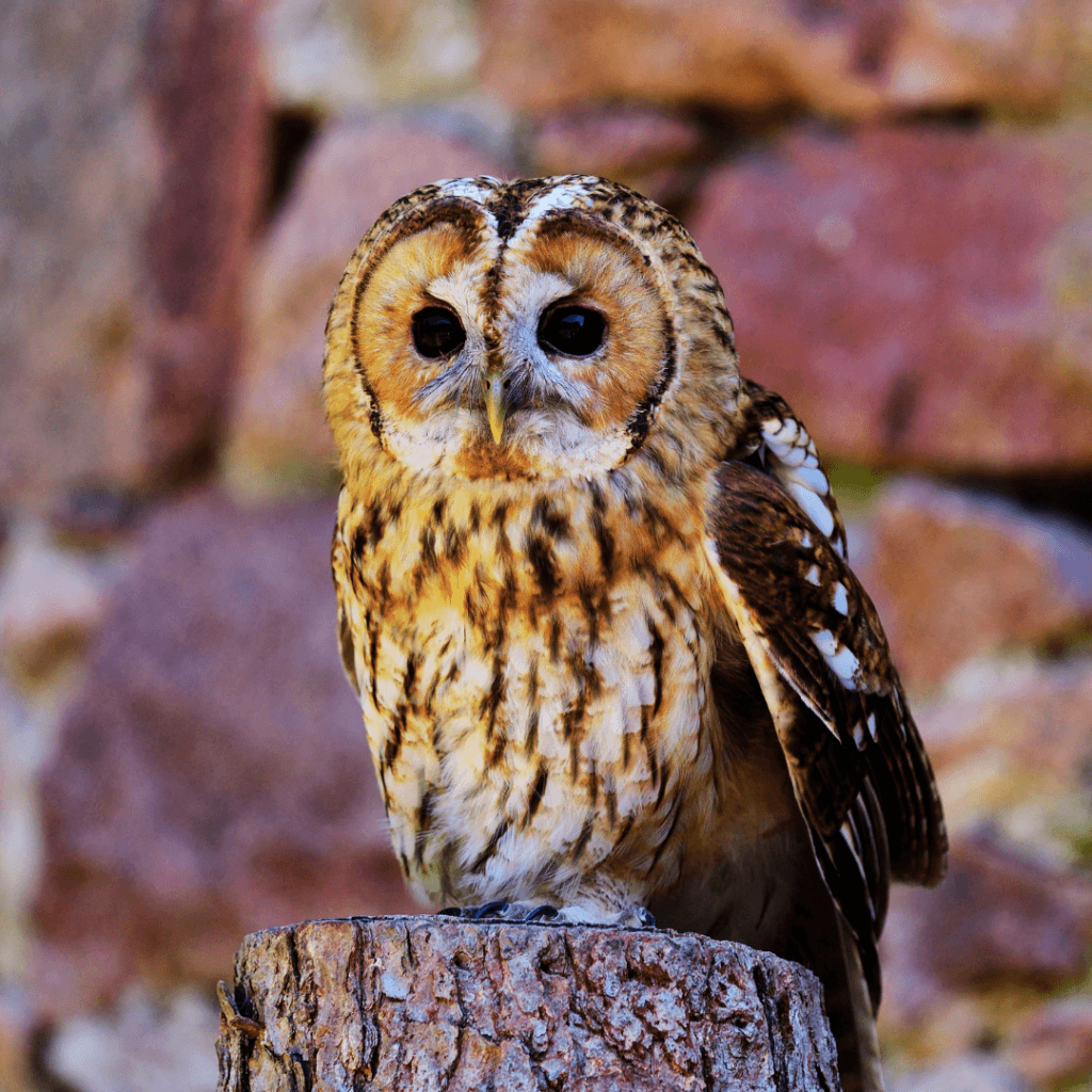 Discover The Diversity: Species Of Owls In The World In 2026