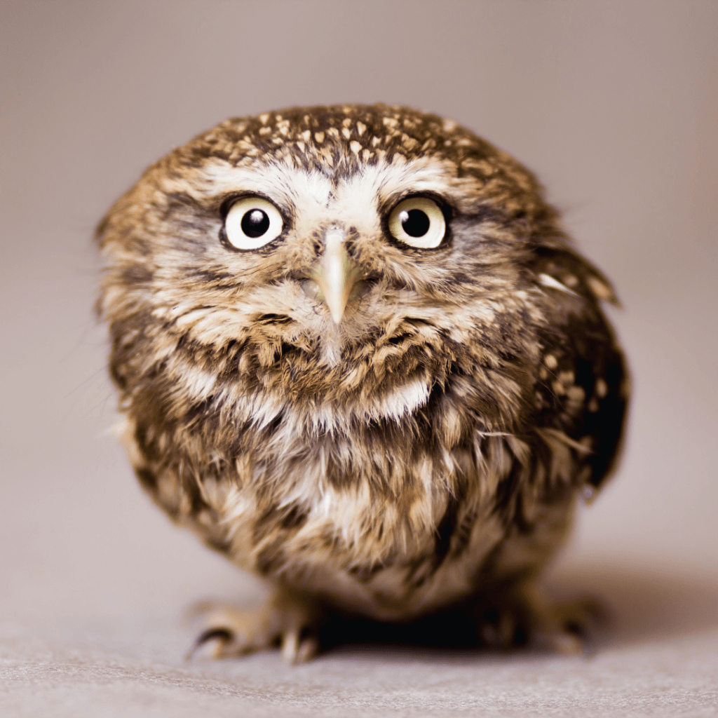 Types Of North American Owls In 2026 | Close To Nature