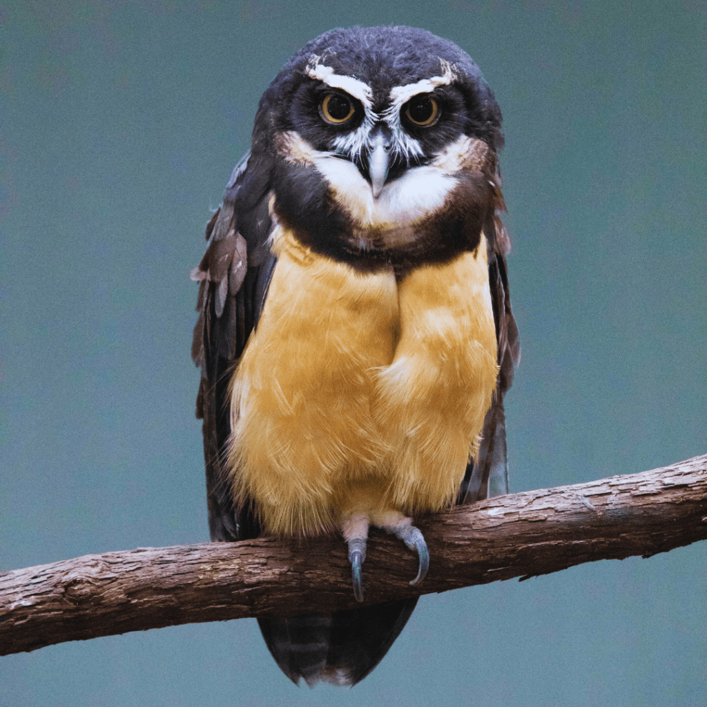 Discover The Diversity: Species Of Owls In The World In 2025