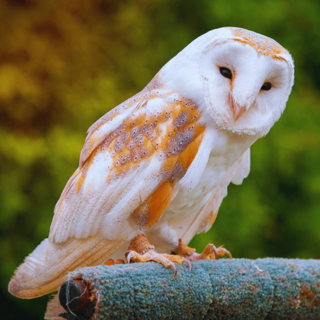 Discover The Diversity: Species Of Owls In The World In 2026