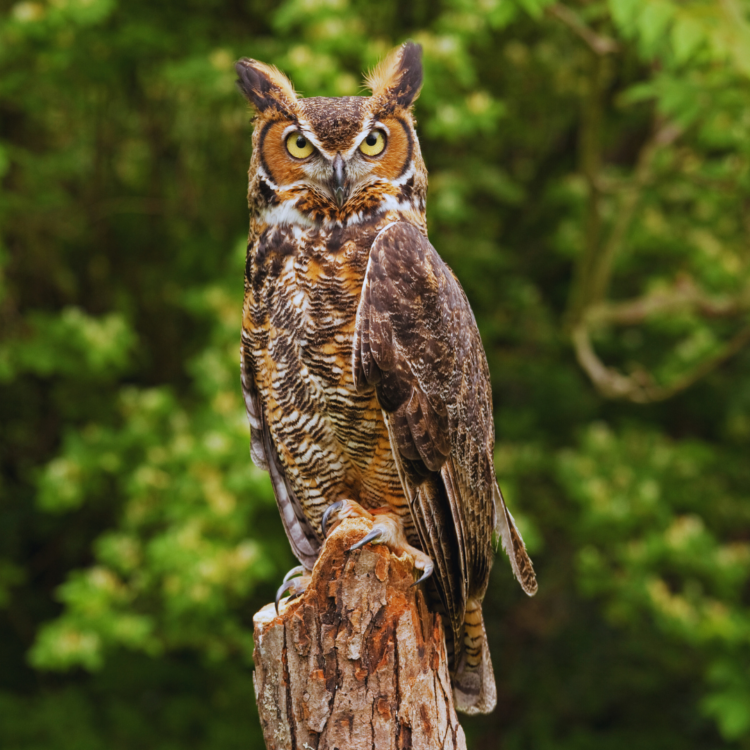 Discover The Diversity: Species Of Owls In The World In 2026
