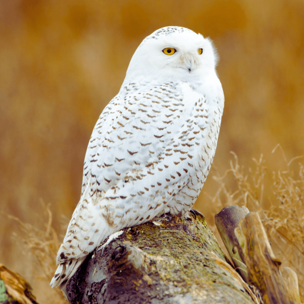 Discover The Diversity: Species Of Owls In The World In 2026
