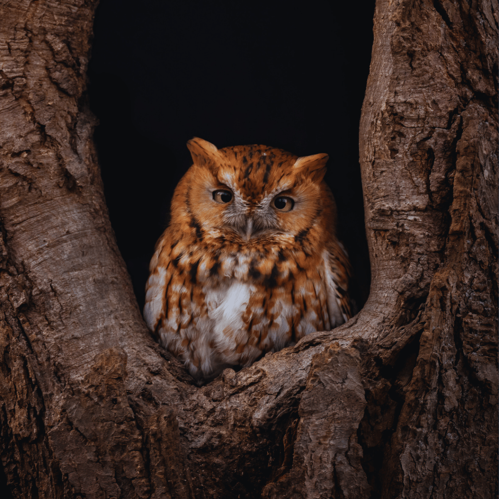 Discover The Diversity: Species Of Owls In The World In 2026