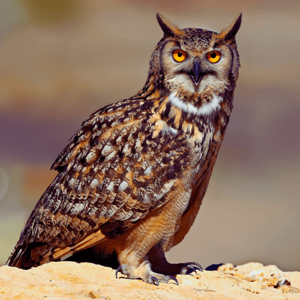 Discover The Diversity: Species Of Owls In The World In 2026