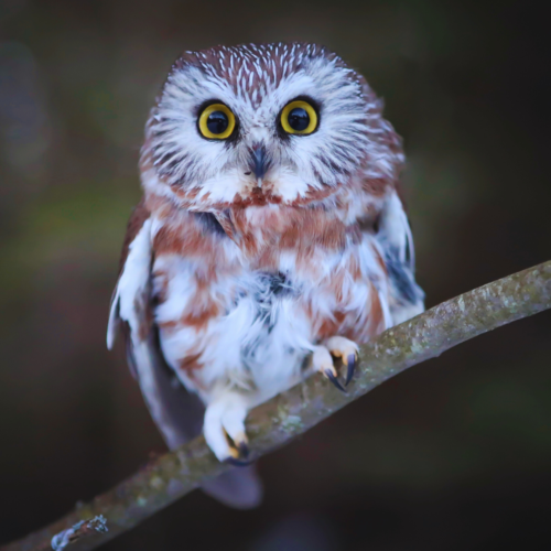 Discover The Diversity: Species Of Owls In The World In 2026