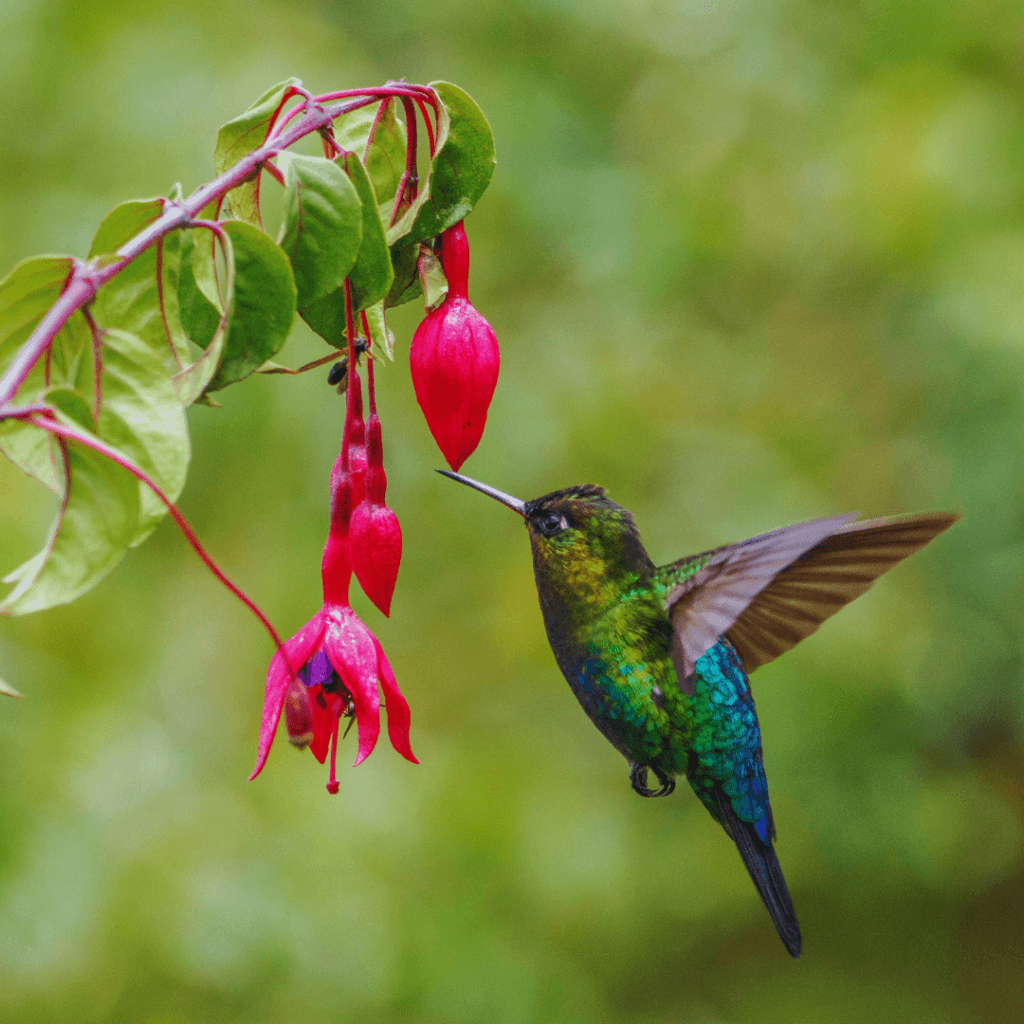 Interesting Facts About Hummingbirds 2026 | Close To Nature
