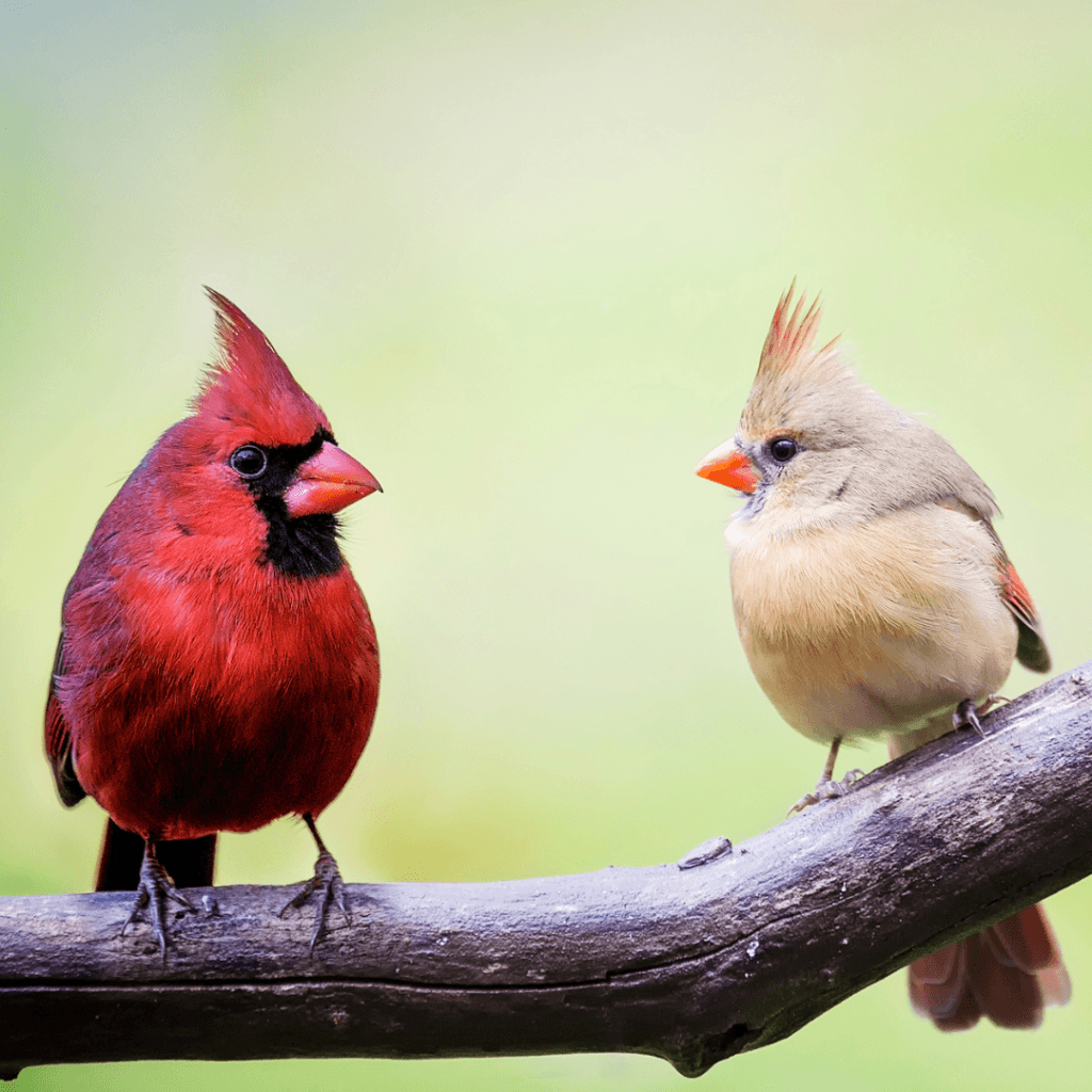 Fun Facts About The Northern Cardinal 2024 | Close To Nature