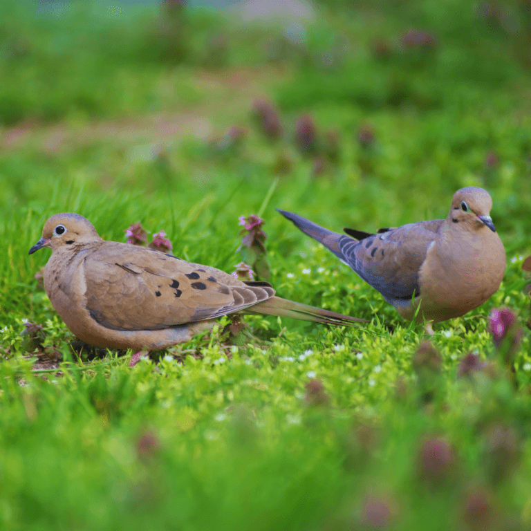 Interesting Facts About Mourning Doves | Updated In 2026