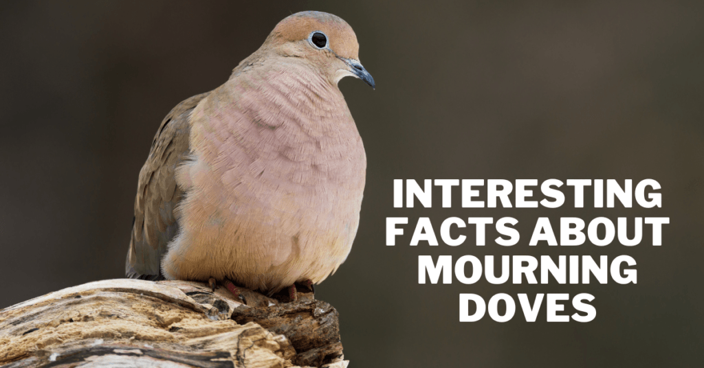 Interesting Facts About Mourning Doves | Updated In 2025