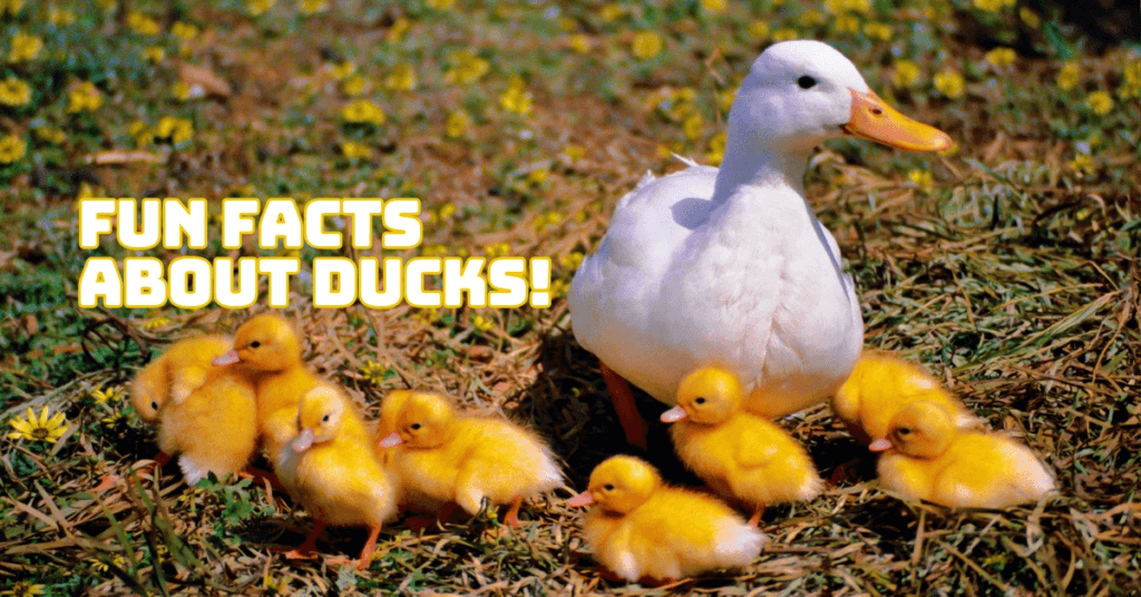 Fun Facts About Ducks | Updated In 2025 | Close To Nature