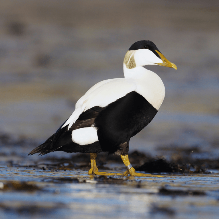 A Comprehensive List Of Duck Types In 2026 | Close To Nature