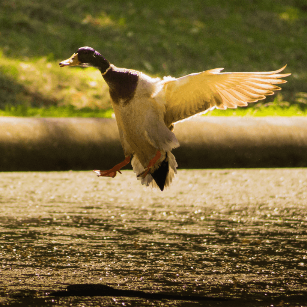 Fun Facts About Ducks | Updated In 2025 | Close To Nature