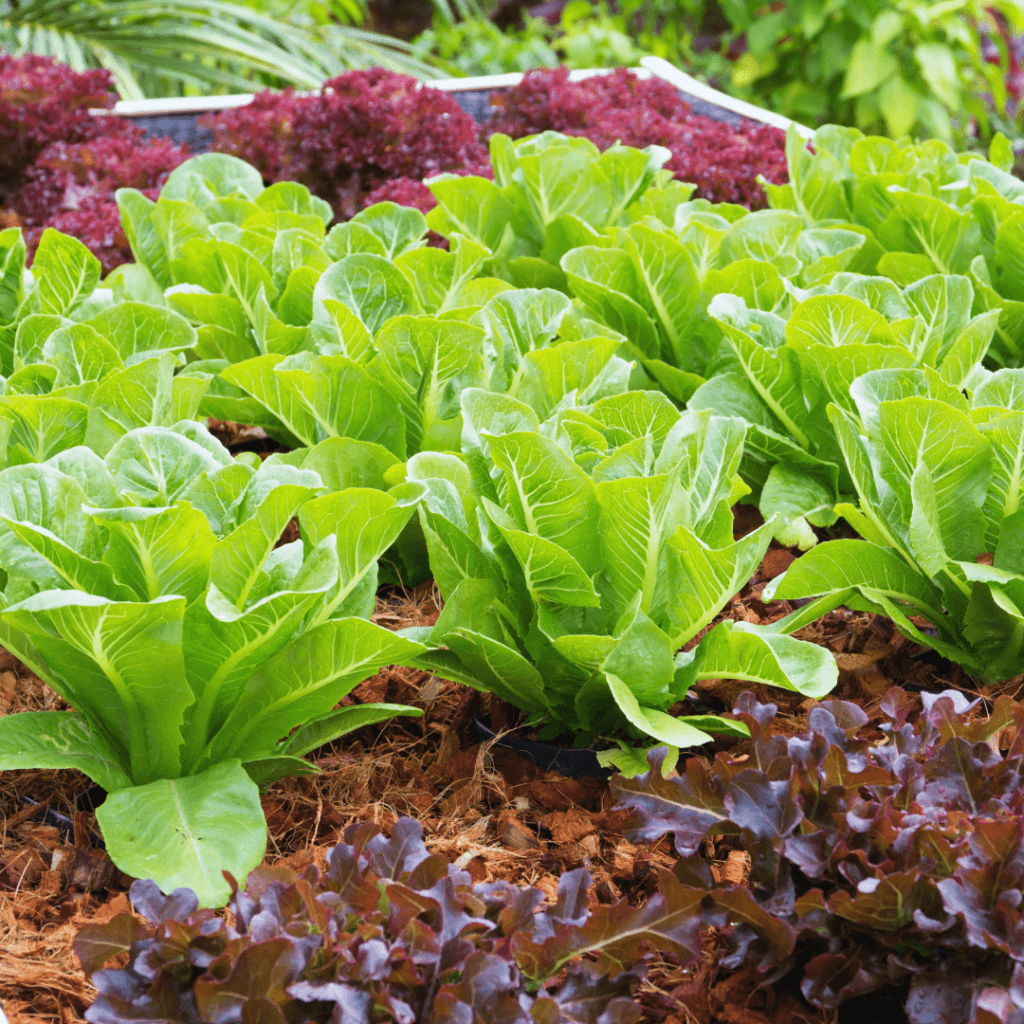 Best Guide For Companion Planting With Roses In 2025 | Close To Nature