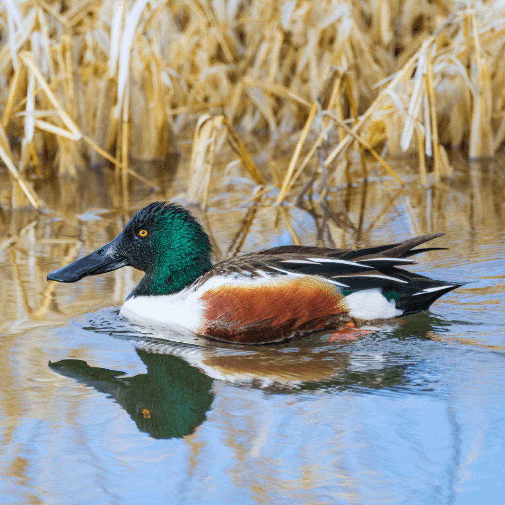 A Comprehensive List Of Duck Types In 2025 | Close To Nature