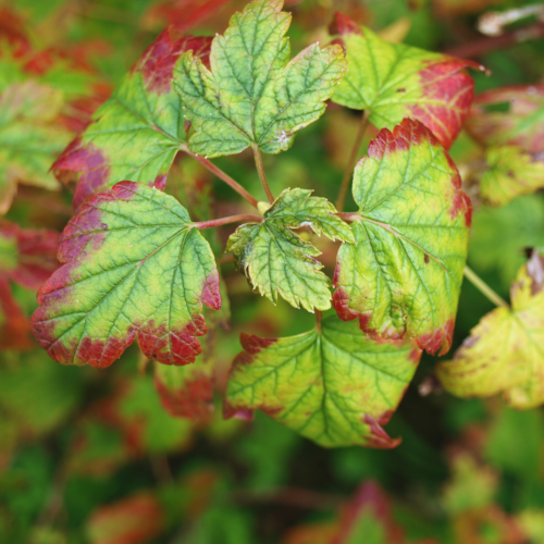 Best Guide For Companion Planting With Roses In 2026 | Close To Nature