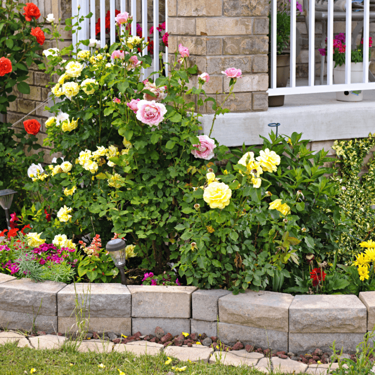 Best Guide For Companion Planting With Roses In 2025 | Close To Nature