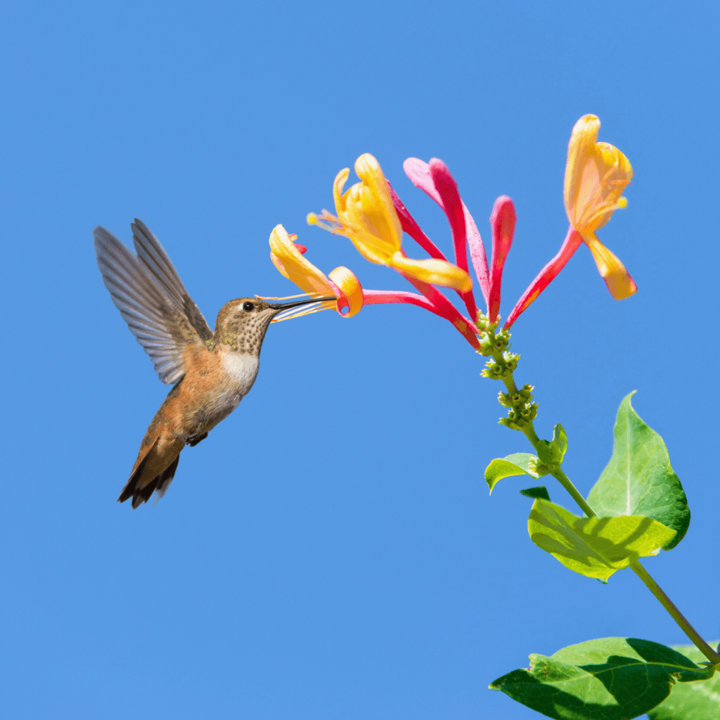 Hummingbirds Of Costa Rica: A Comprehensive Guide In 2026