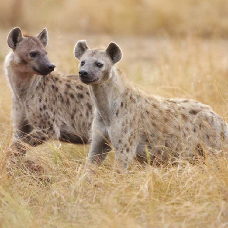 Fascinating Species Of Hyenas - A Closer Look In 2026