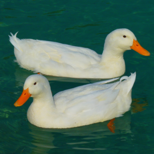 Fun Facts About Ducks | Updated In 2026 | Close To Nature