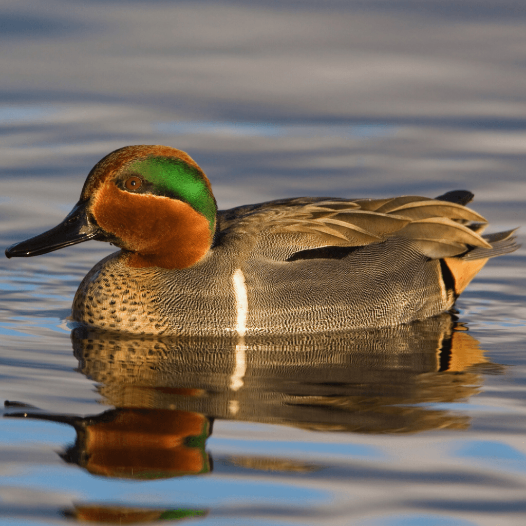 A Comprehensive List Of Duck Types In 2025 | Close To Nature