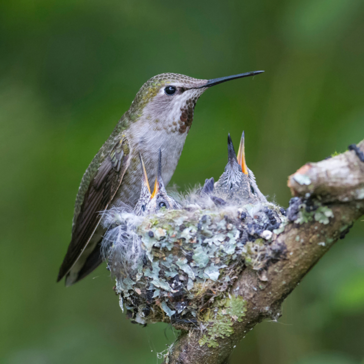 Hummingbirds Of Costa Rica: A Comprehensive Guide In 2026
