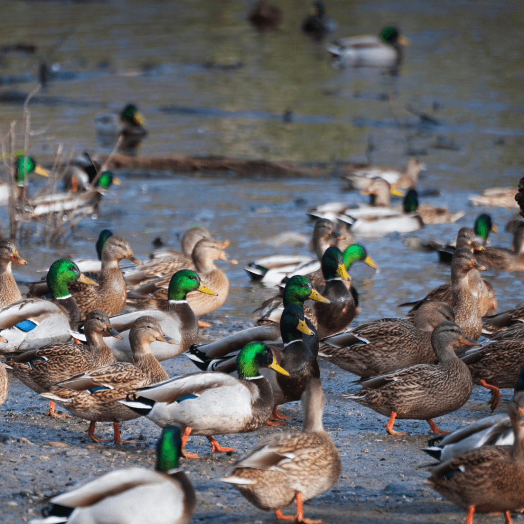 Fun Facts About Ducks | Updated In 2026 | Close To Nature