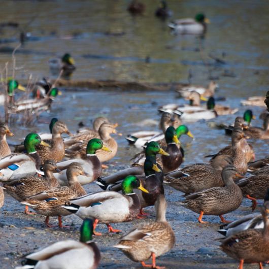 Fun Facts About Ducks | Updated In 2026 | Close To Nature
