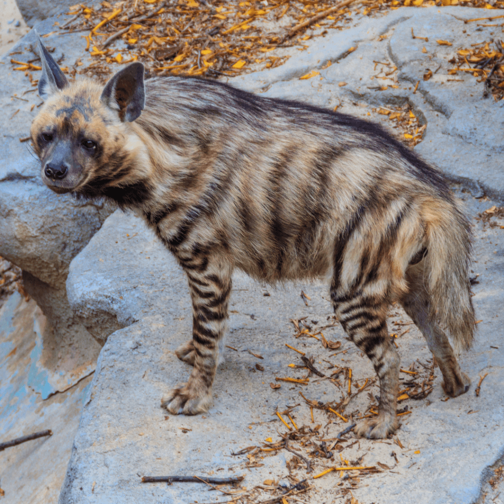 Fascinating Species Of Hyenas - A Closer Look In 2026