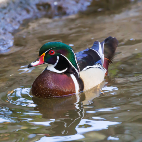 A Comprehensive List Of Duck Types In 2025 | Close To Nature