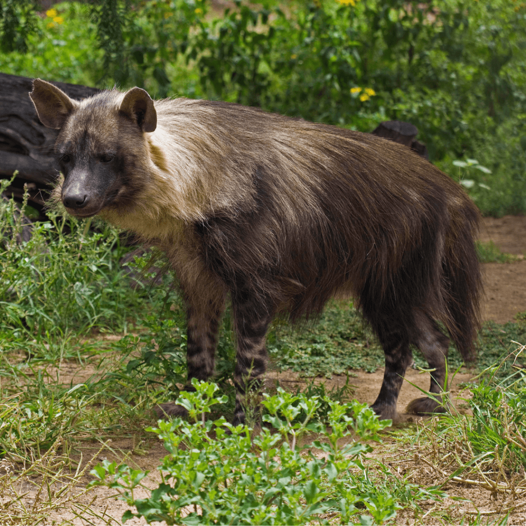 Fascinating Species Of Hyenas - A Closer Look In 2025